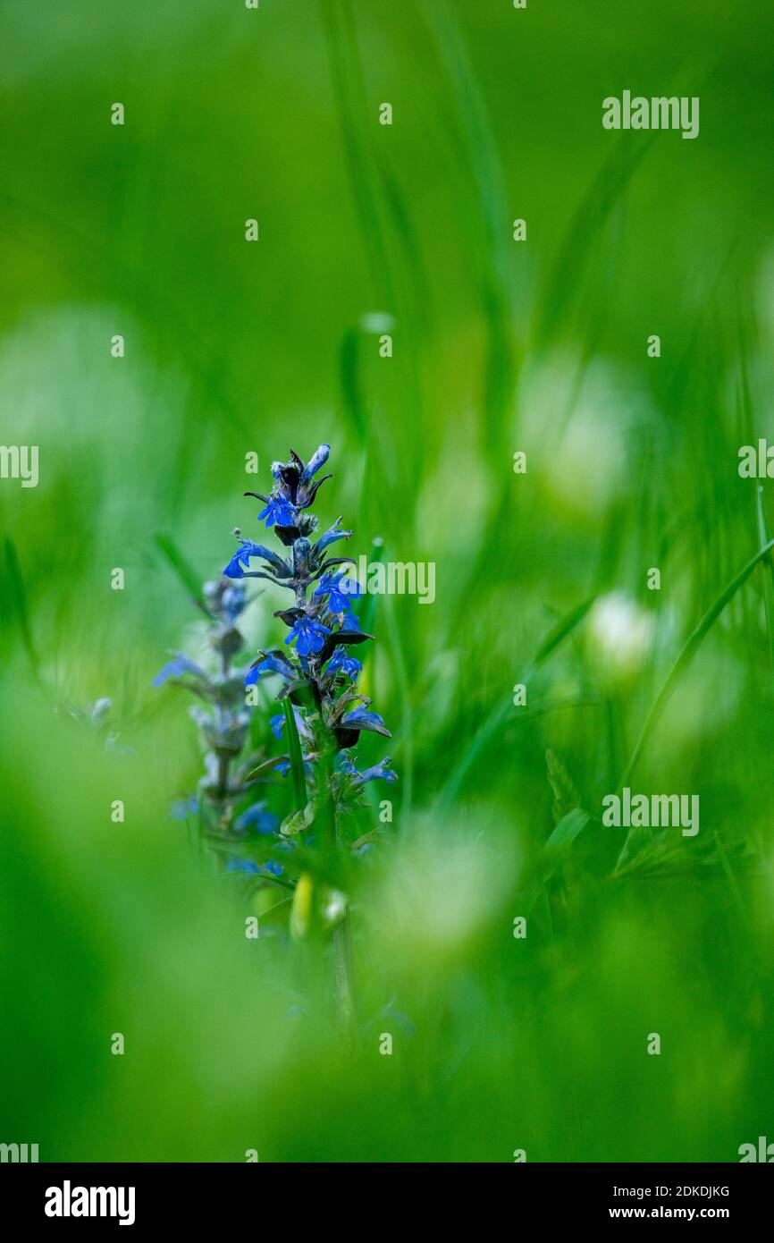 Lush green spring mountains hi-res stock photography and images - Alamy