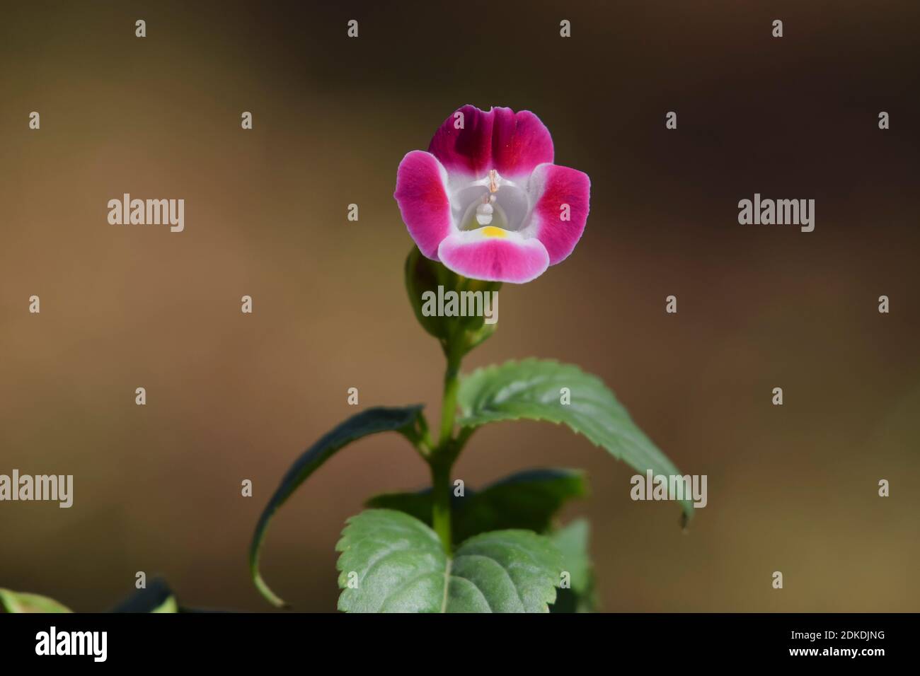 Beaautiful Bluewings or Wishbone flower common name of Torenia genus ...