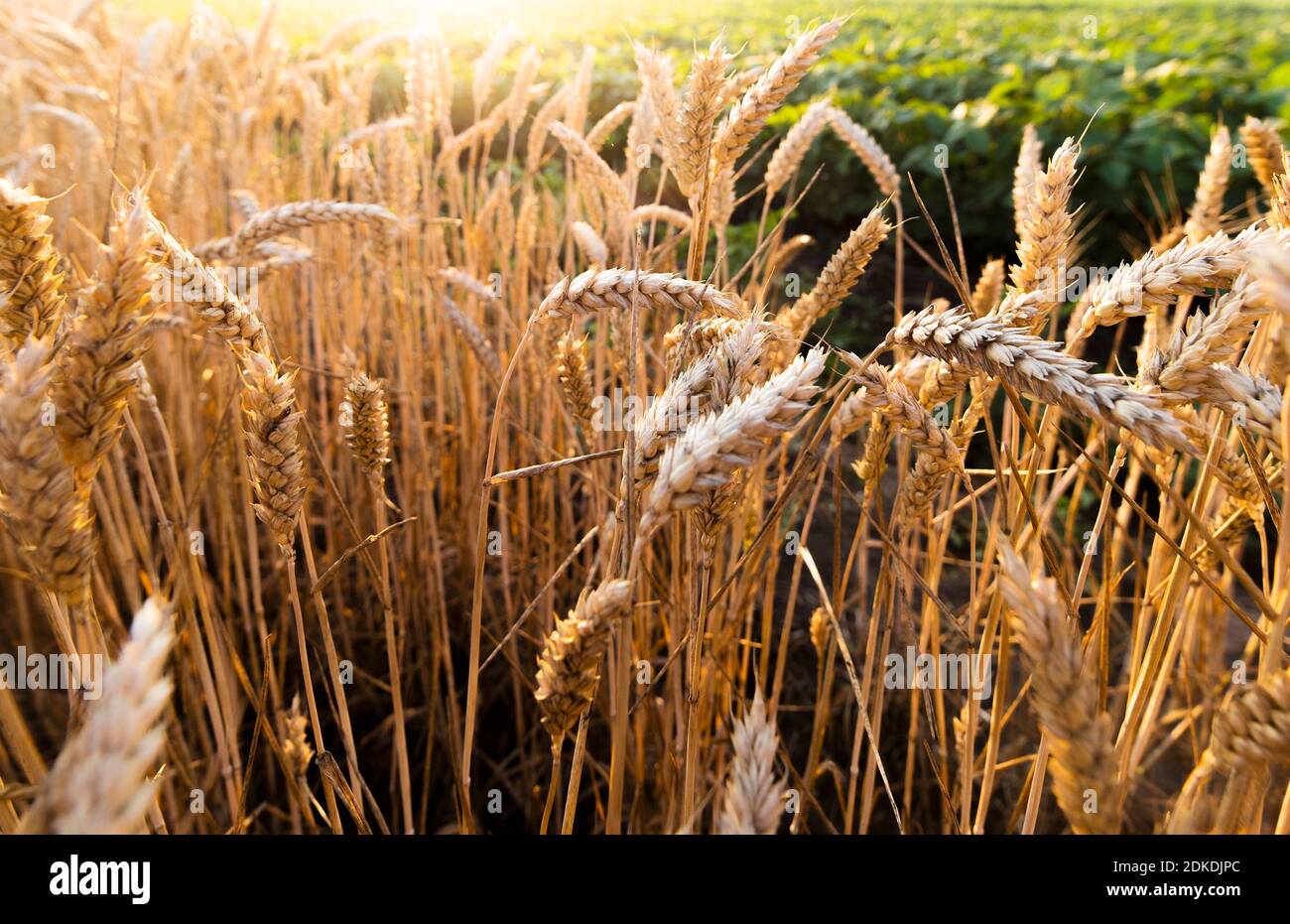 Open wheat field at sunset.Wheat field Stock Photo - Alamy