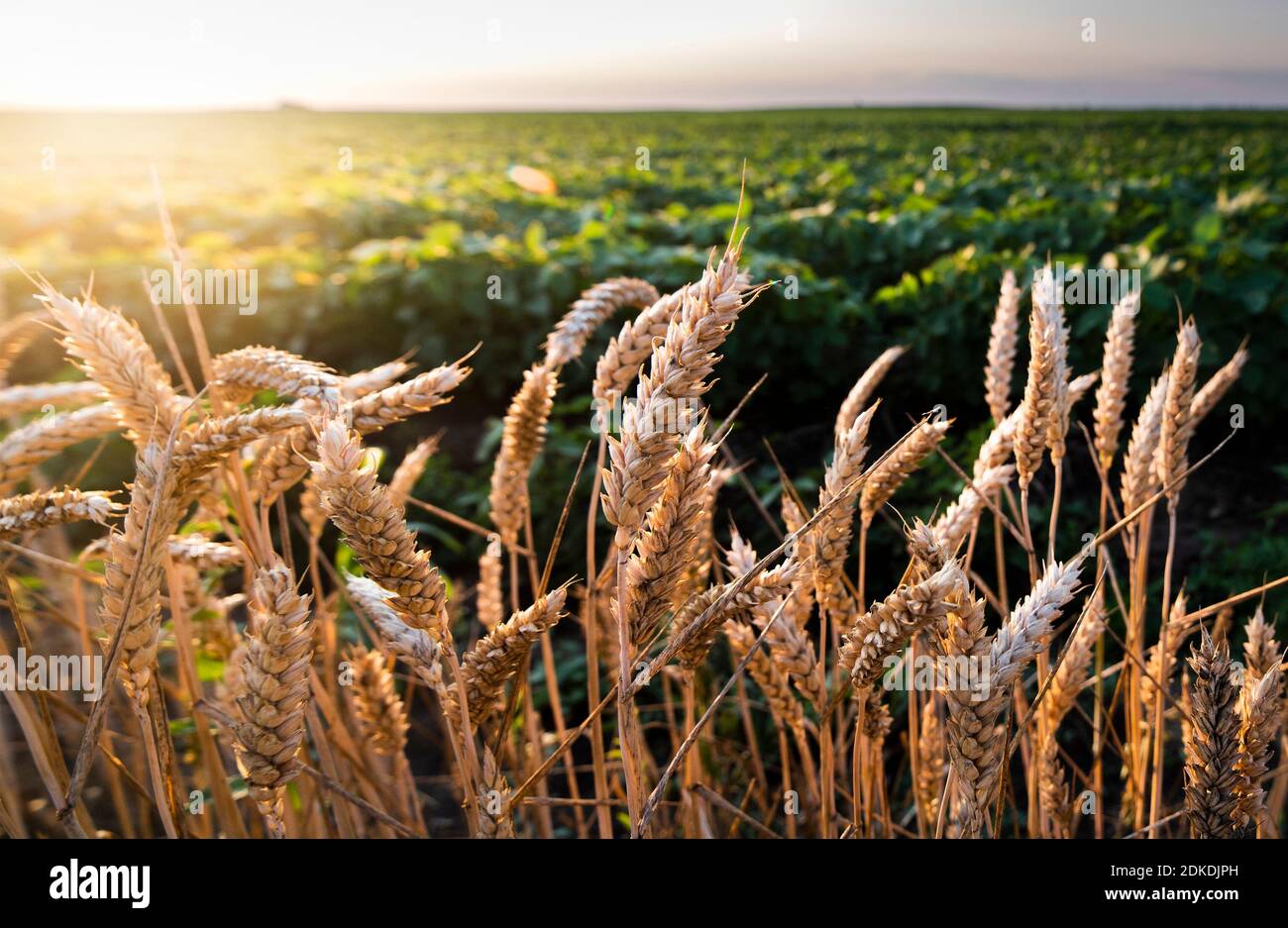 Open wheat field at sunset.Wheat field Stock Photo - Alamy