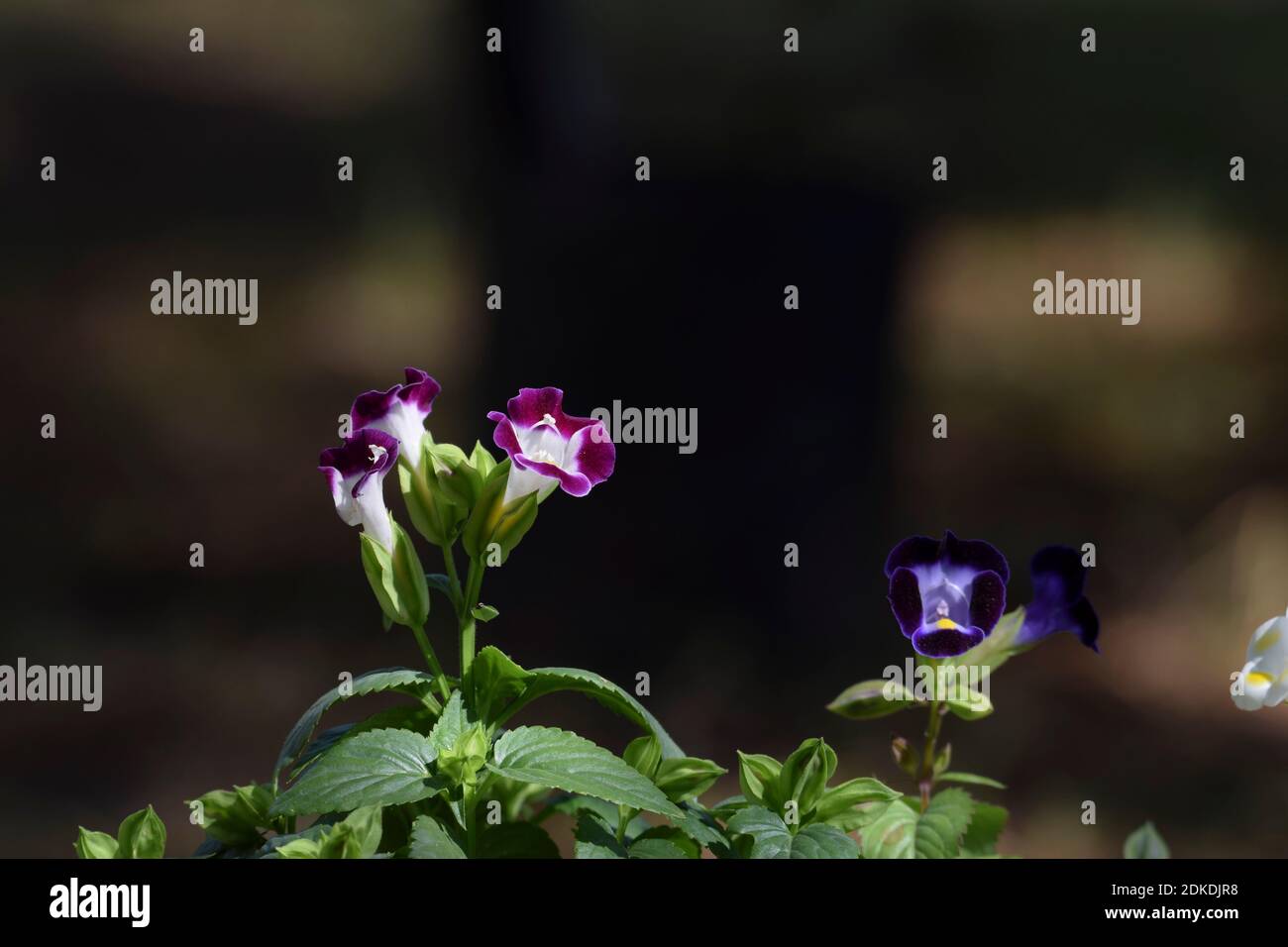 Close up of Wishbone flowers also known as Torenia or Bluewings in ...