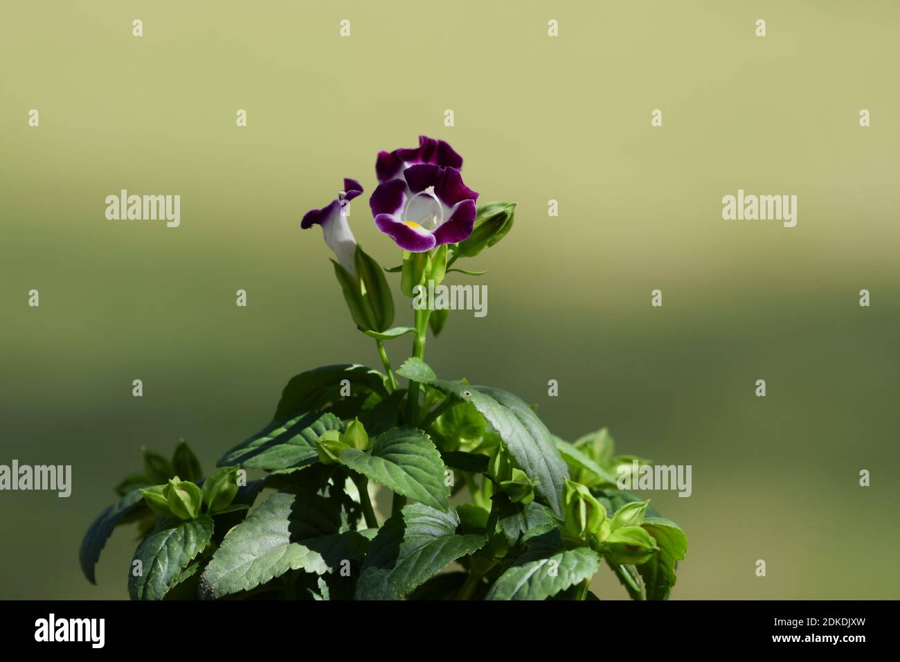 Tube shaped leaf hi-res stock photography and images - Alamy