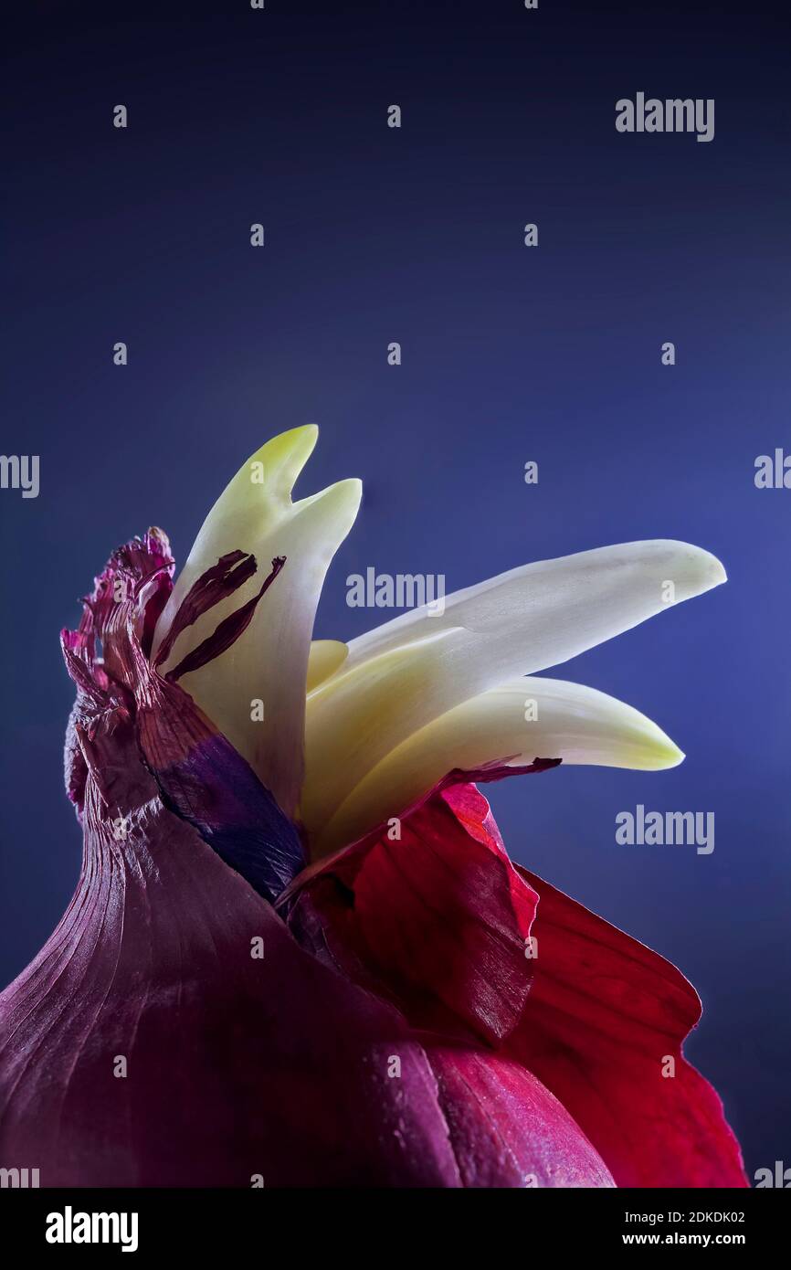 Red onion ( Allium cepa ) sprouting with macro close up Stock Photo - Alamy