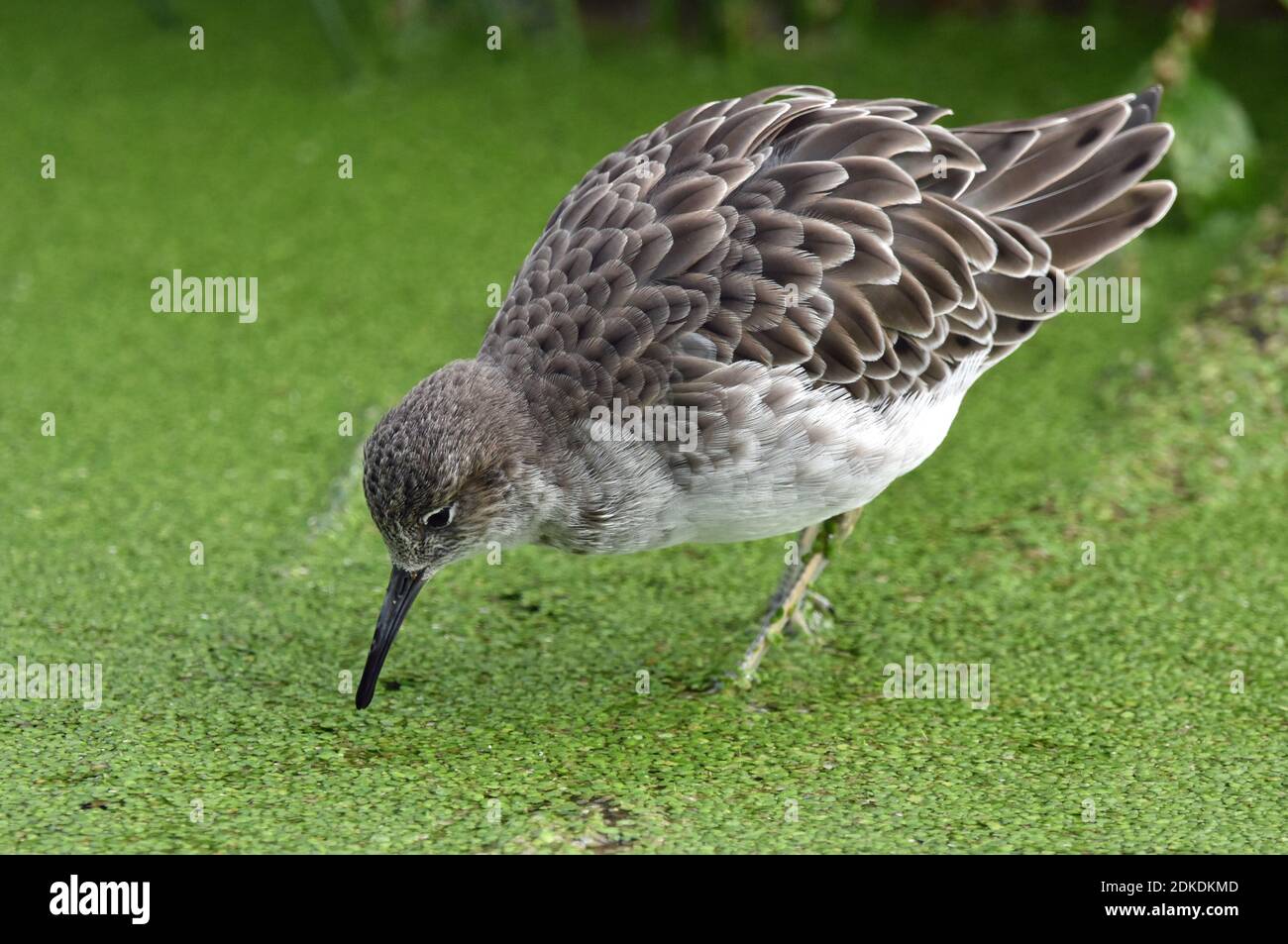 Ruff; Slimbridge Wetland Centre, Bowditch, Gloucestershire (WWT Stock ...
