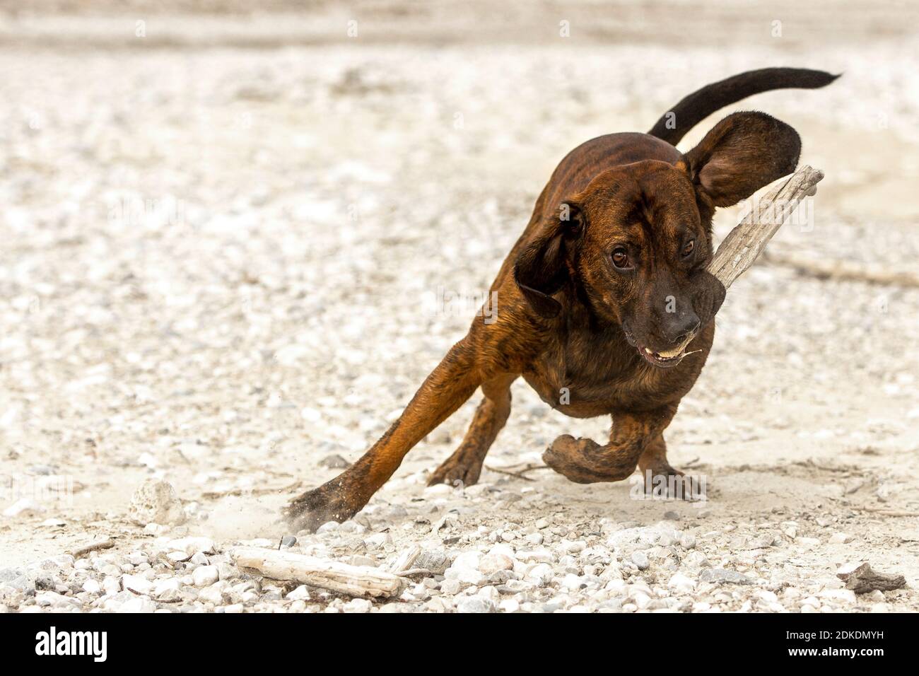 A Hanoverian welding dog with a tiger skin plays with a branch in the ...
