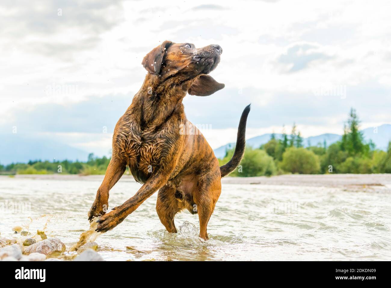 A jumping Hanoverian bloodhound named "Rüpel", a recognized breed, in ...