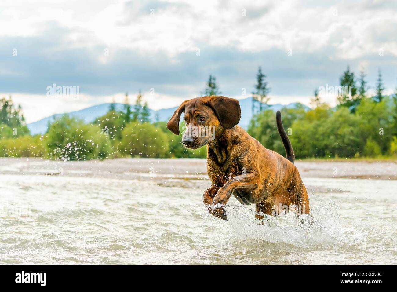 A jumping Hanoverian bloodhound named "Rüpel", a recognized breed, in ...