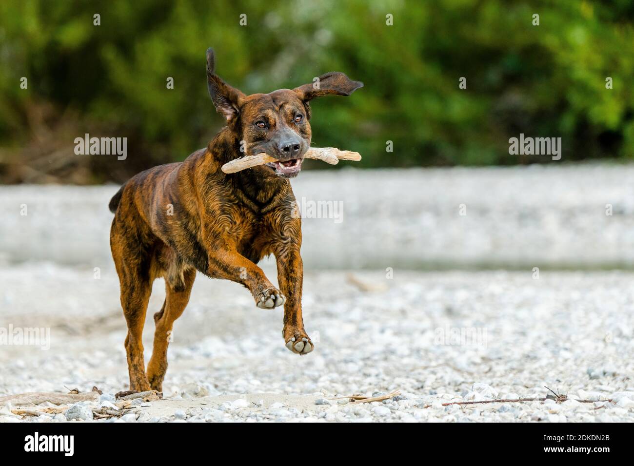 A running Hanoverian bloodhound named "Rüpel", a recognized breed, runs ...