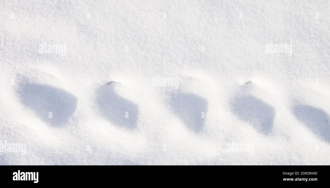 Fresh snow background Stock Photo - Alamy