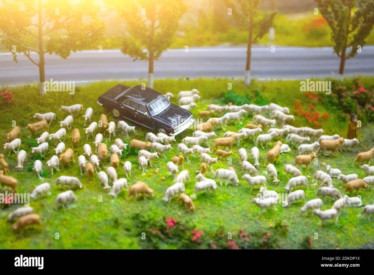 Herd of minimal sheep on a meadow by the road with a parked car Stock ...