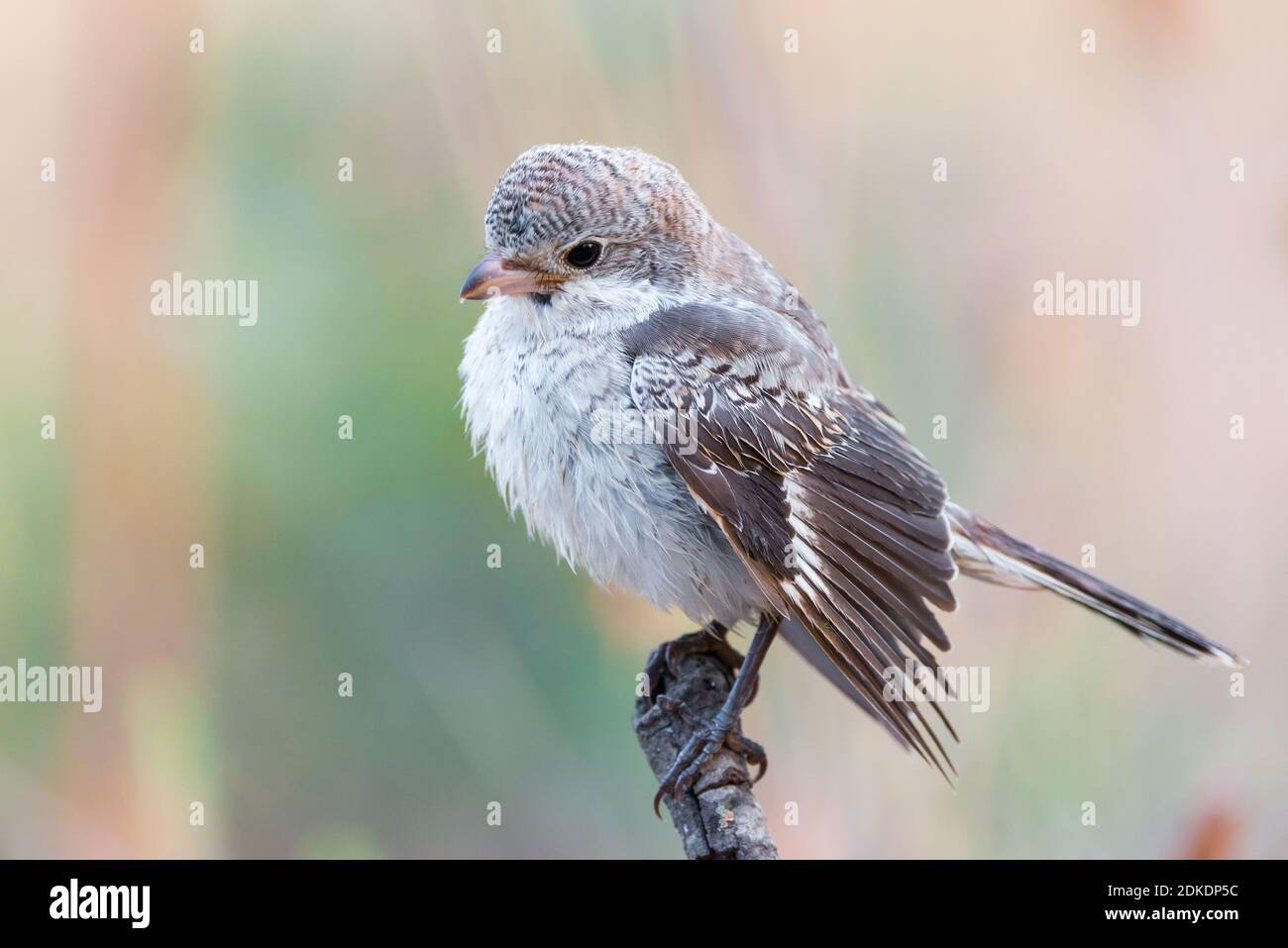 Alcaudon Real High Resolution Stock Photography and Images - Alamy