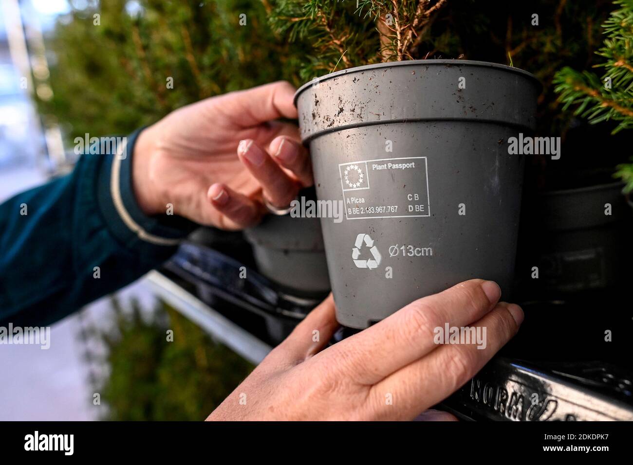 Illustration picture shows a plant passport at the greenhouses of ZAP ...