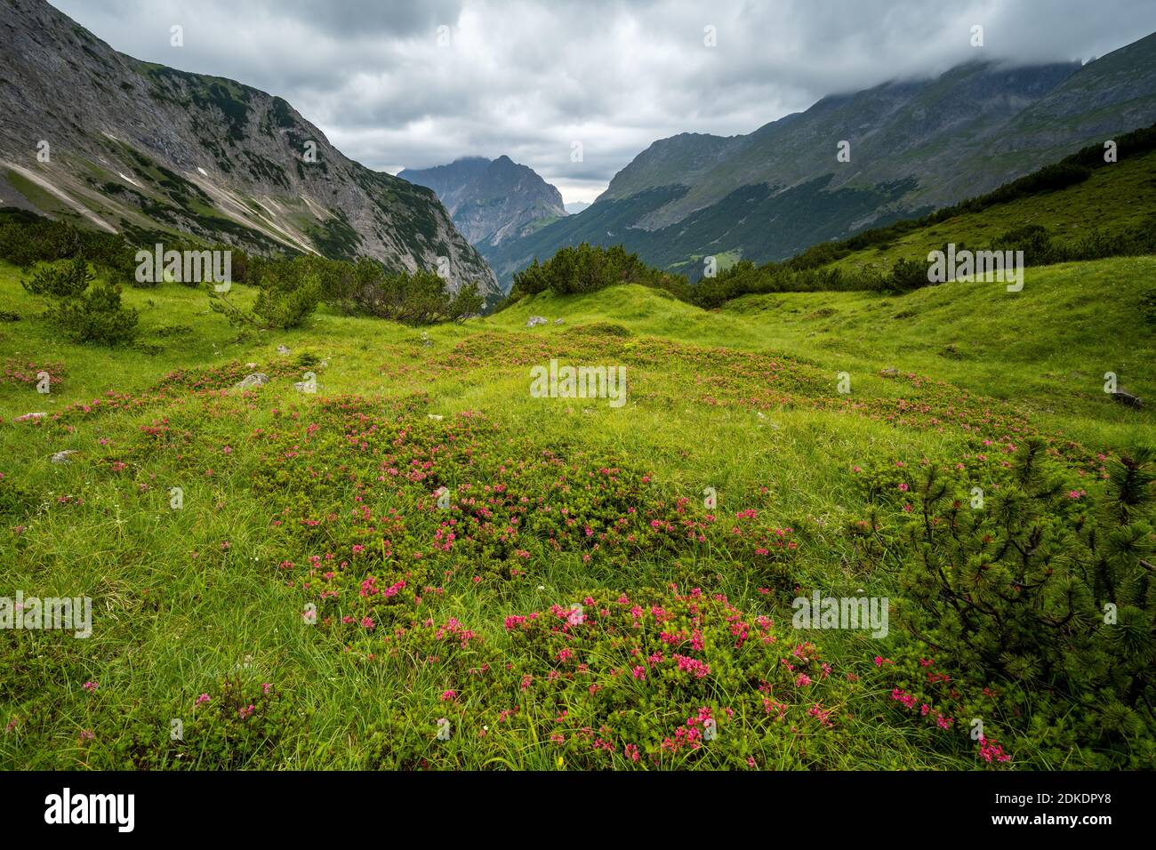 Blossom of the rust-red alpine rose, also called the rust-red alpine ...