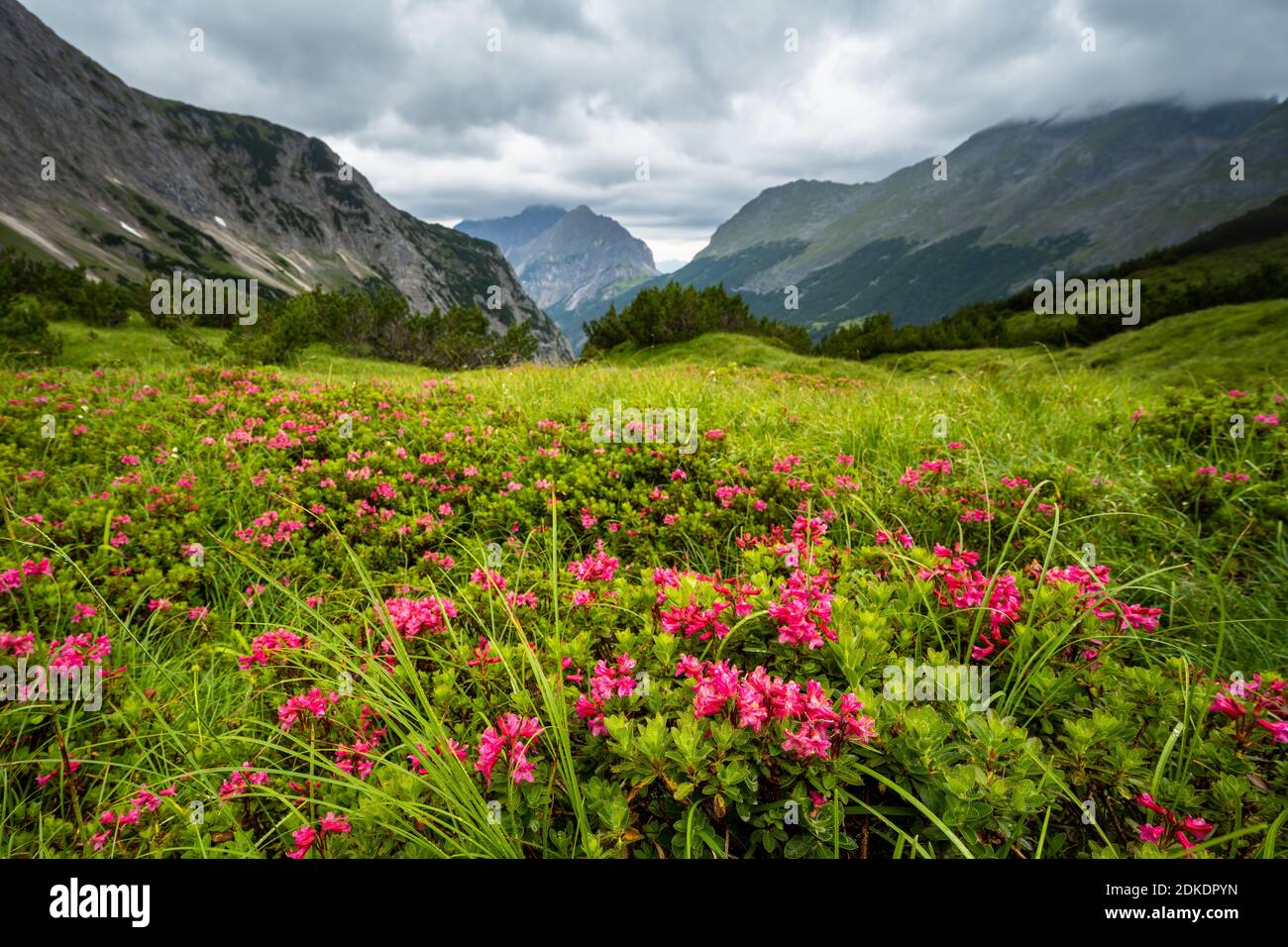 Blossom of the rust-red alpine rose, also called the rust-red alpine ...