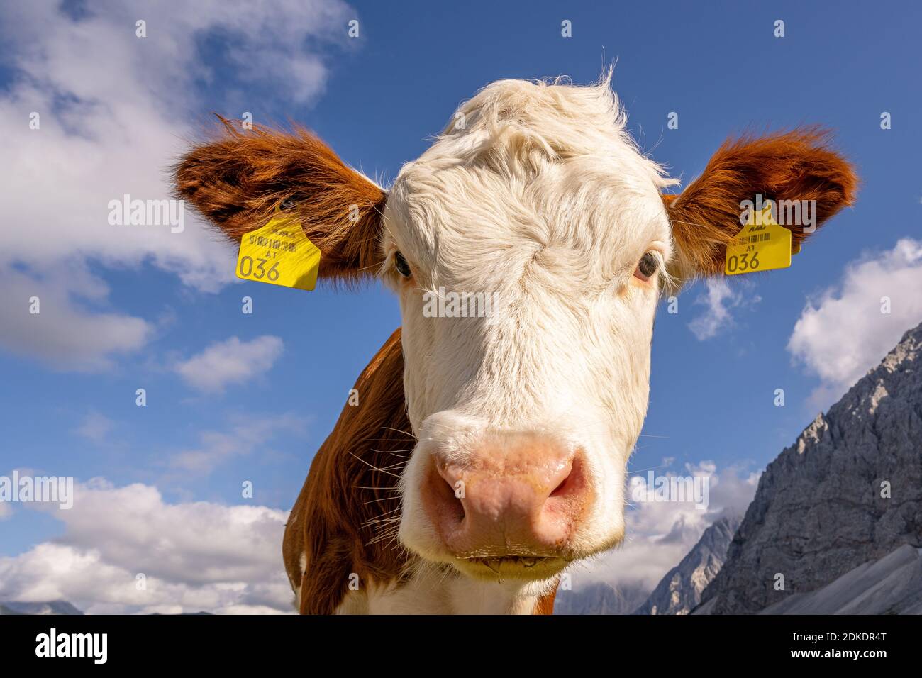 Eye with skull in the pupil hi-res stock photography and images - Alamy