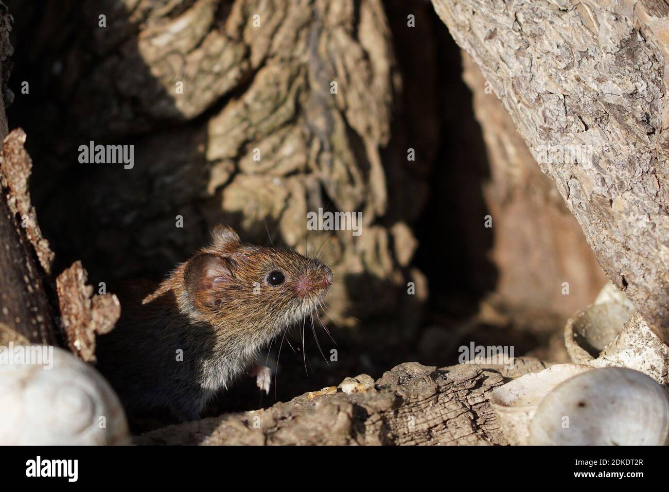 Mouse animal and rock hi-res stock photography and images - Alamy