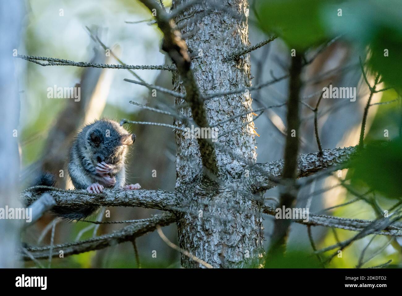 A wild dormouse in the branches of a forest while grooming, he holds ...