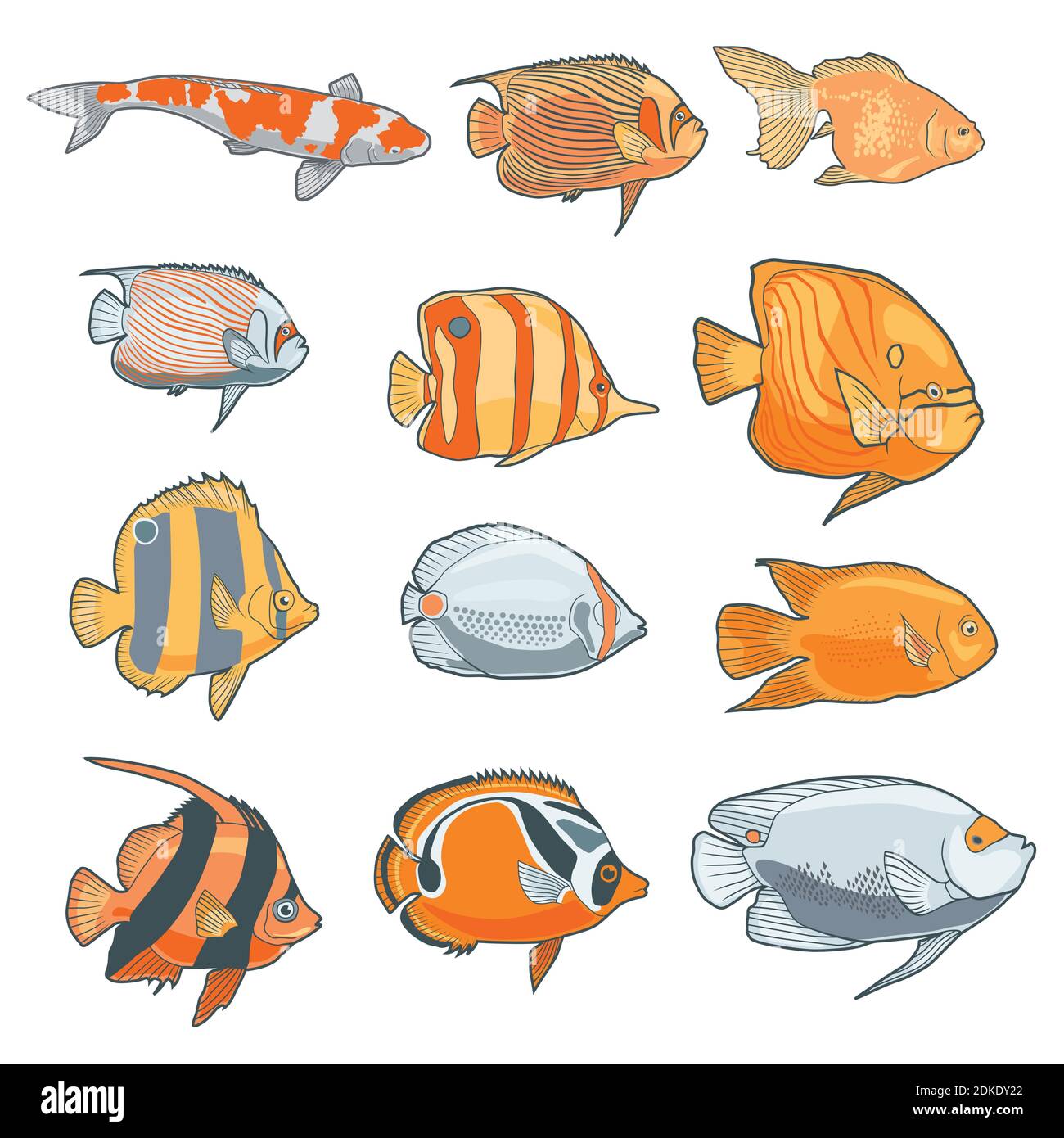 various types of fish, isolated in white background Stock Vector Image ...