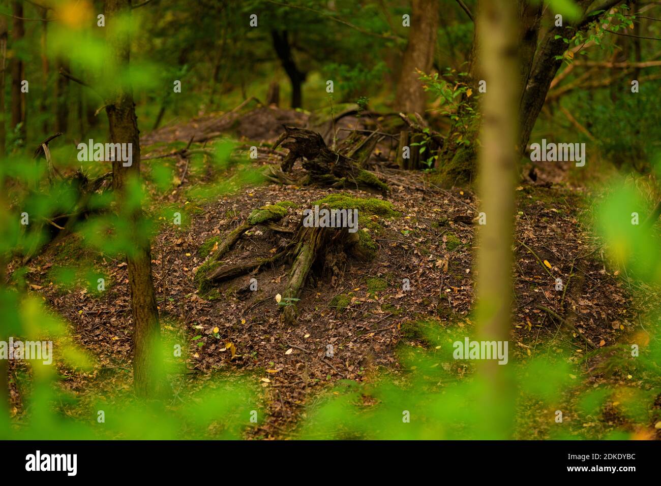 View into the forest on an old tree stump, selective sharpness ...