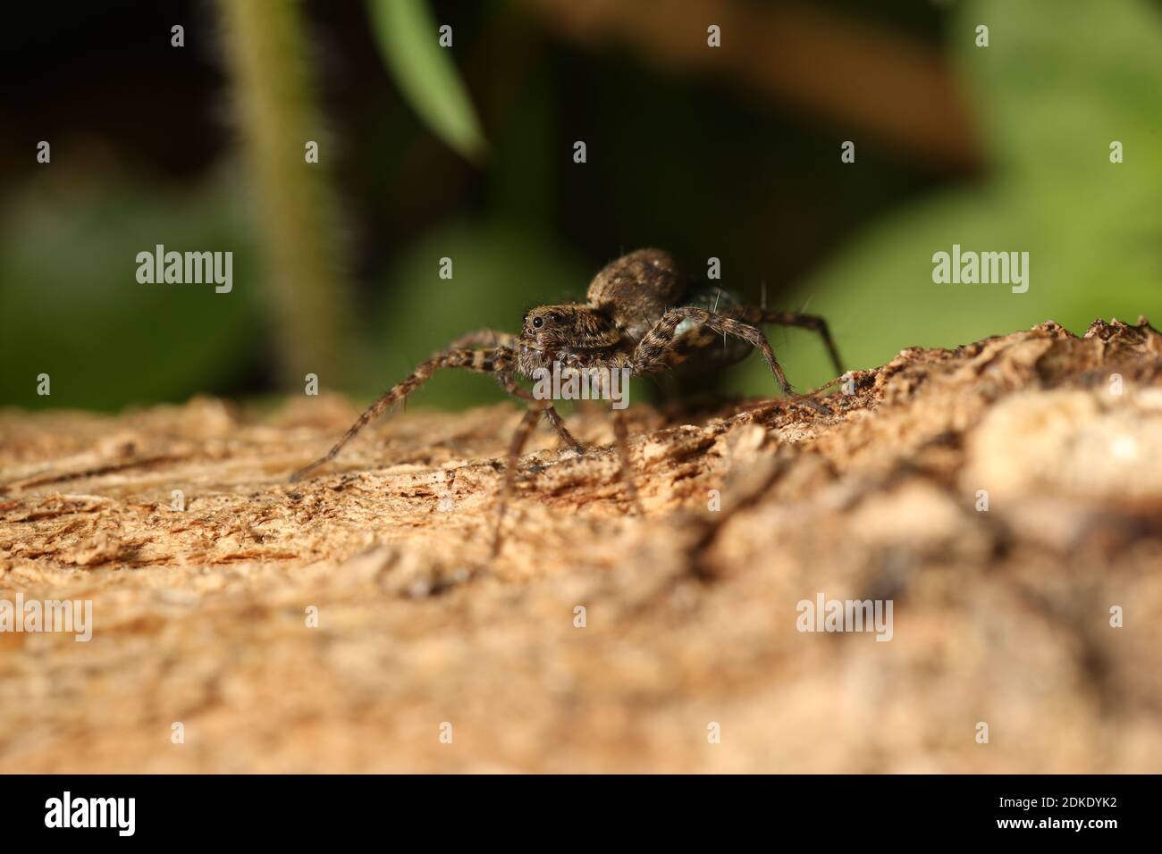 Spider cocoon hi-res stock photography and images - Alamy
