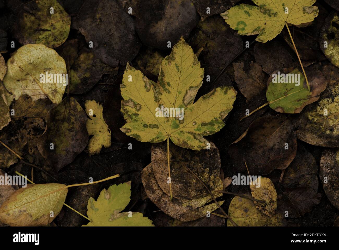 Tree leaves on the floor hi-res stock photography and images - Alamy