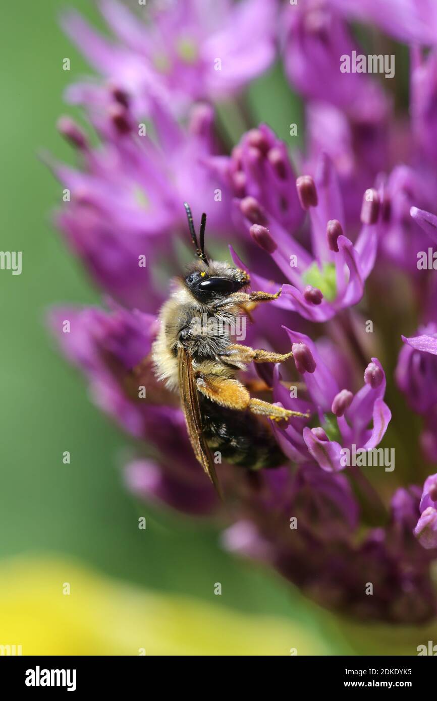 Sand bee (Andrena) on a flower of Iran leek (Allium aflatunense Stock ...