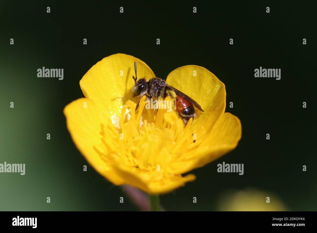 Female of the sand bee Andrena labiata on the bloom of the woolly ...
