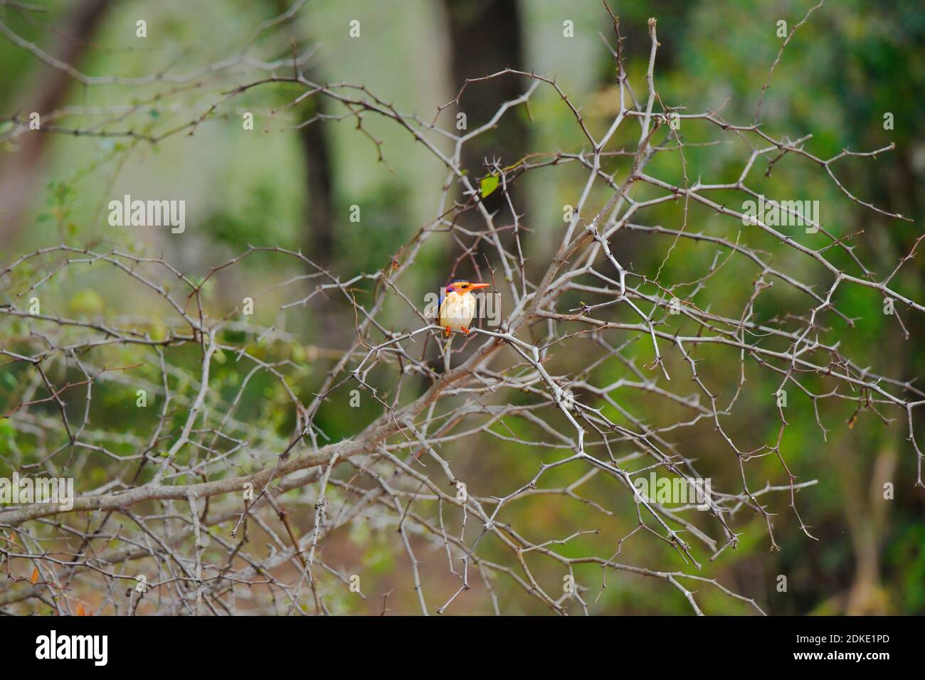 Buffalo thorn tree hi-res stock photography and images - Alamy