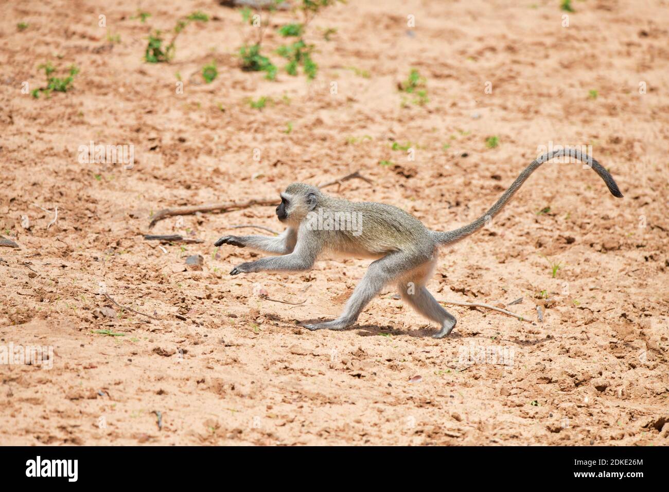 Vervet Monkey [Chlorocebus pygerythrus] running on sand Stock Photo - Alamy