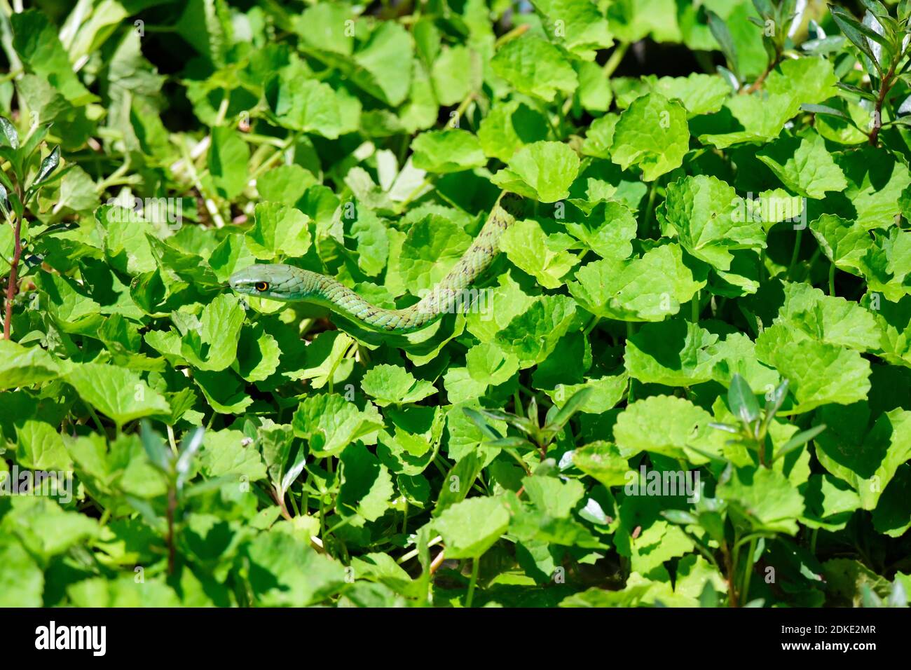 Snake weed hi-res stock photography and images - Alamy