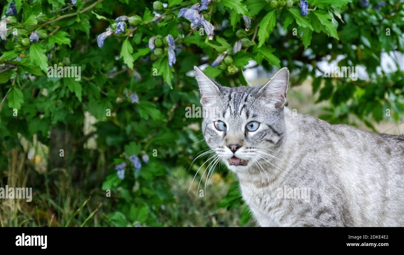 Cross looking cat hi-res stock photography and images - Alamy