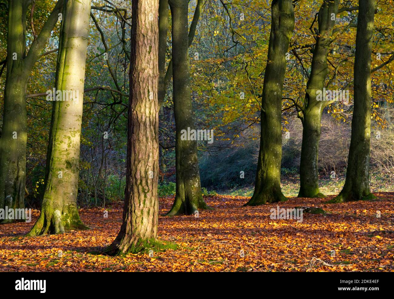 Beech And Pine Trees High Resolution Stock Photography and Images - Alamy