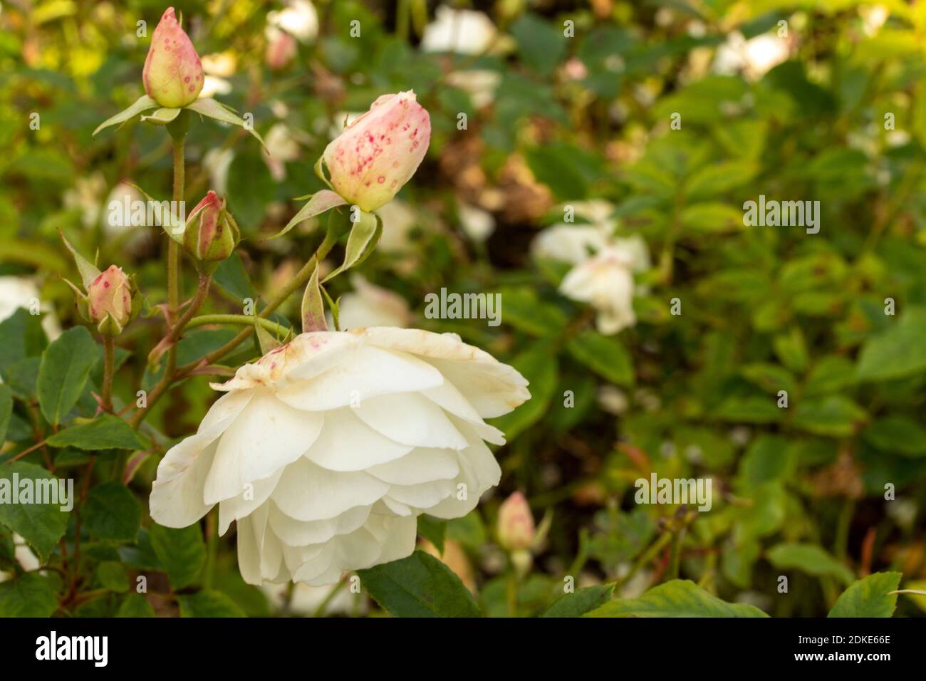 Cluster rose iceberg hi-res stock photography and images - Alamy