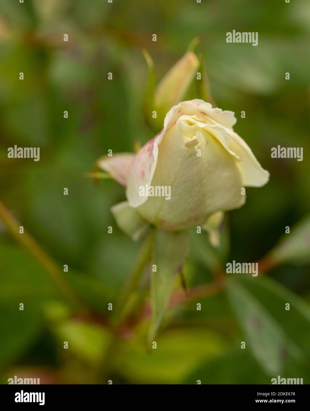 Rosa Iceberg blooming in late summer, natural plant portrait Stock ...