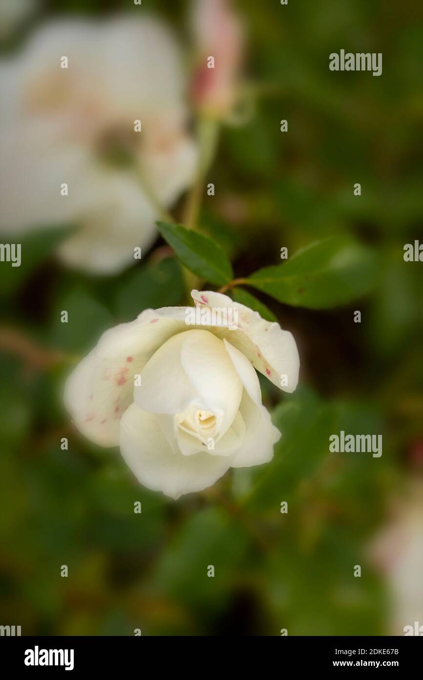 Rosa Iceberg blooming in late summer, natural plant portrait Stock ...