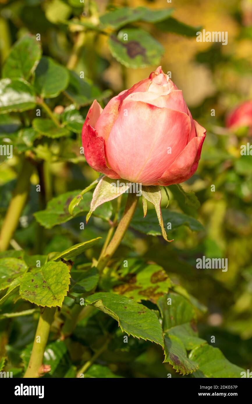 Aphrodite rose hi-res stock photography and images - Alamy