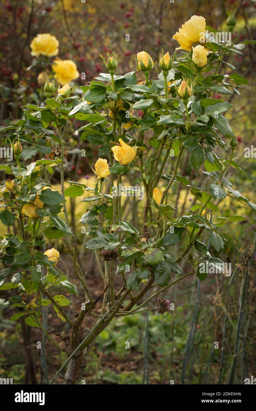 Rosa ‘Guy’s Gold’ in flower showing foliage, natural plant portrait ...