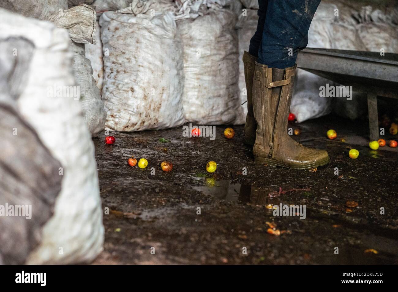 Wilkins cider farm hi-res stock photography and images - Alamy