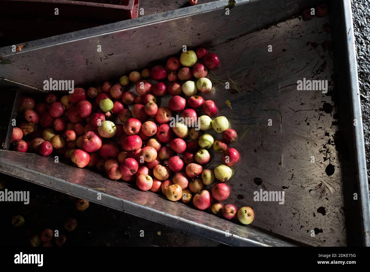 Traditional cider making takes place at Wilkins Cider farm in Mudgley ...