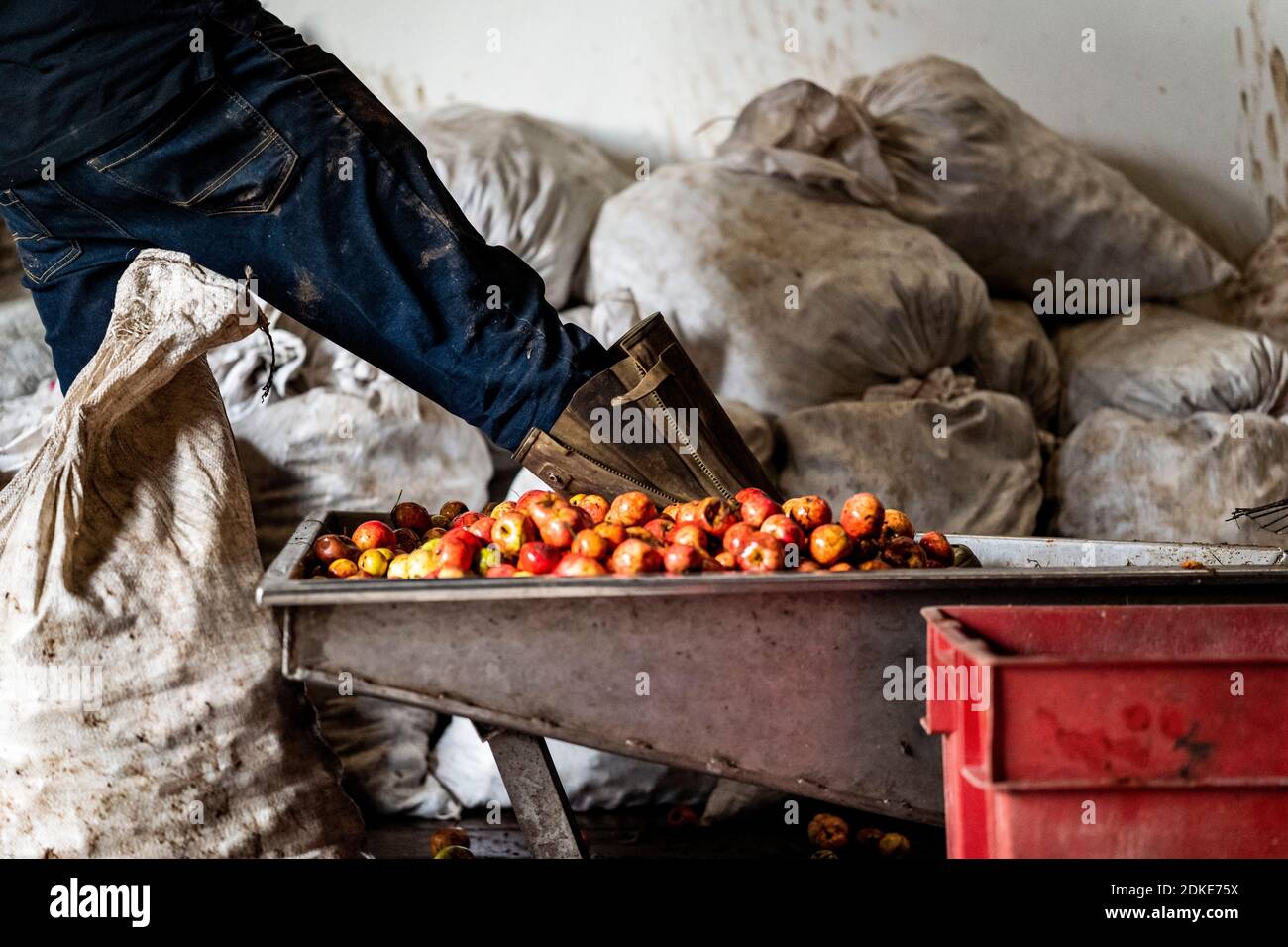 Traditional cider making takes place at Wilkins Cider farm in Mudgley ...
