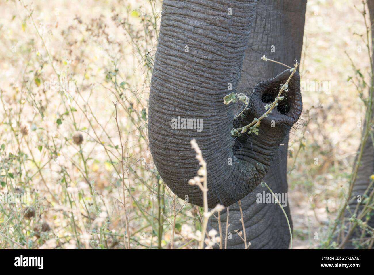 African elephant trunk holding hi-res stock photography and images - Alamy