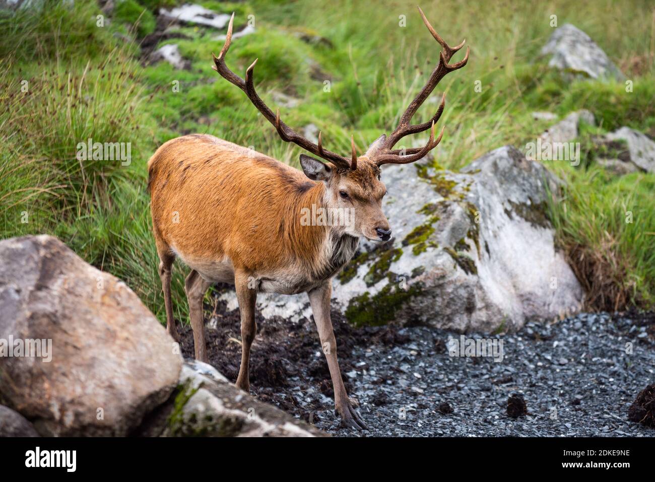 Red stag scotland august hi-res stock photography and images - Alamy