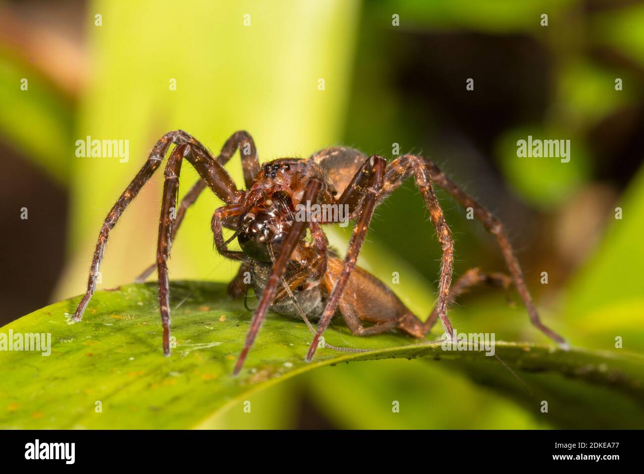Wandering spider (Ctenidae) eating a cricket in montane rainforest in ...