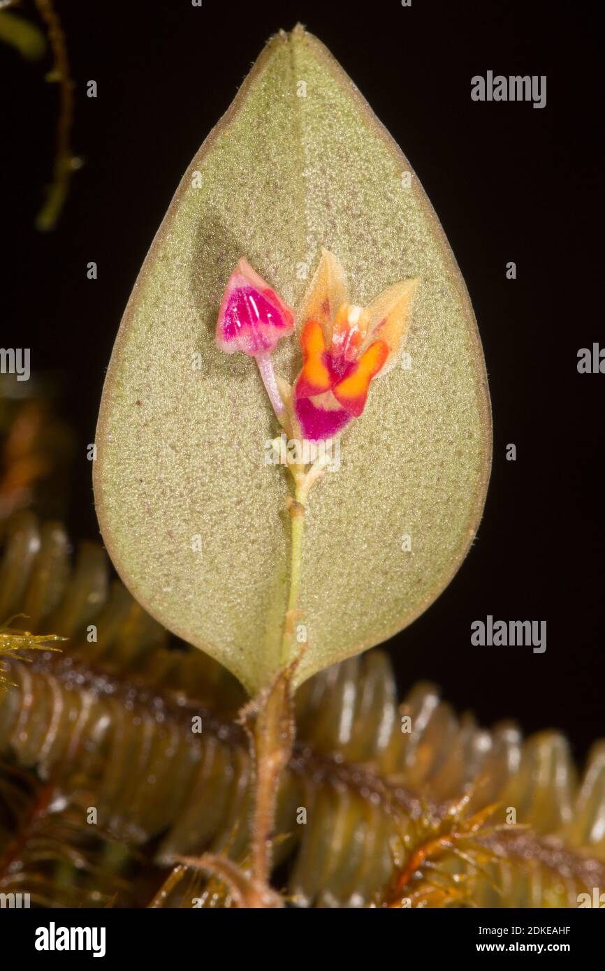 Lepanthes sp. a micro orchid flowering in mossy montane rainforest ...