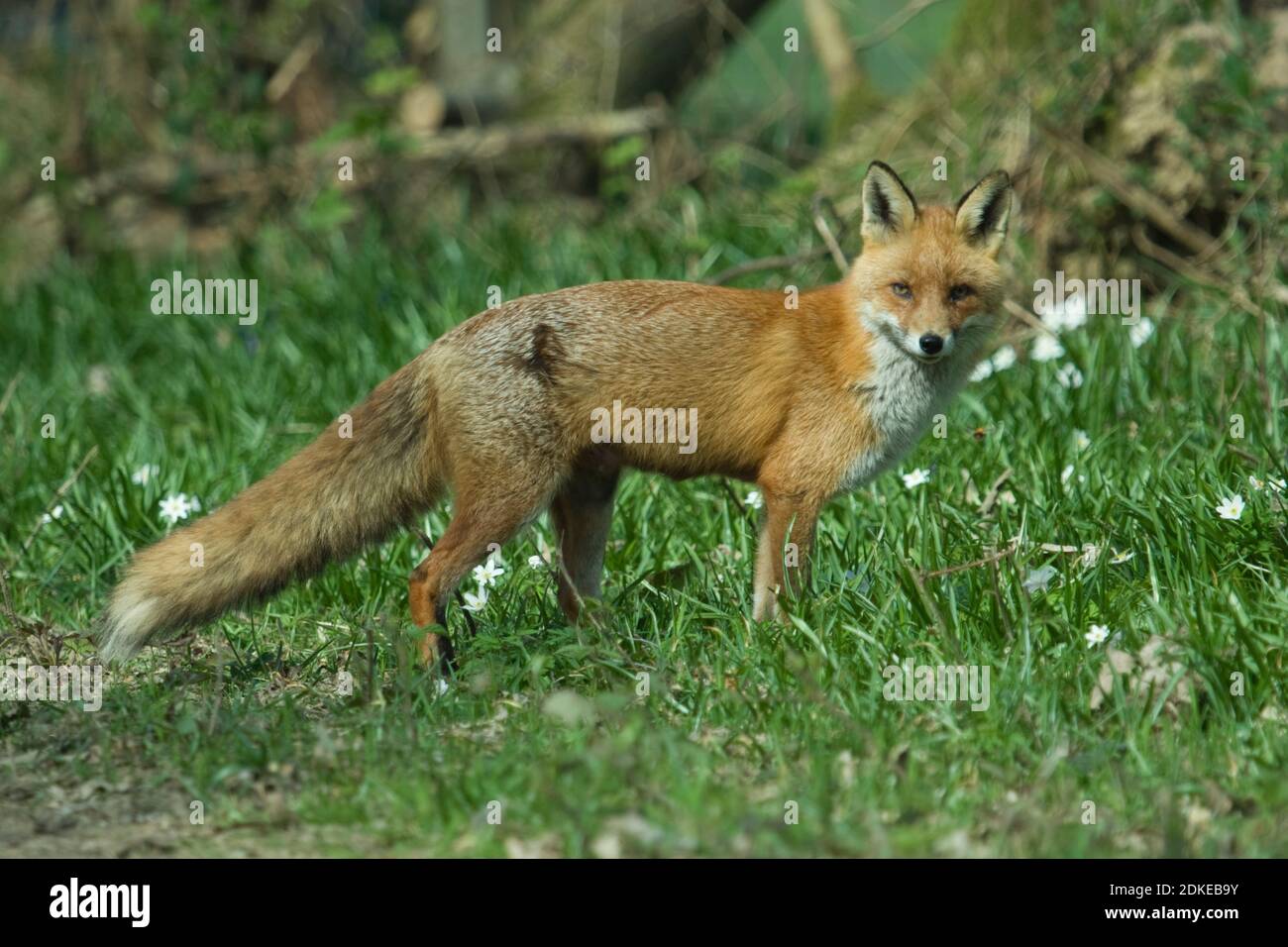 Wild Adult Fox (Vulpes vulpes) Standing on Forest Pathway, Hemsted ...