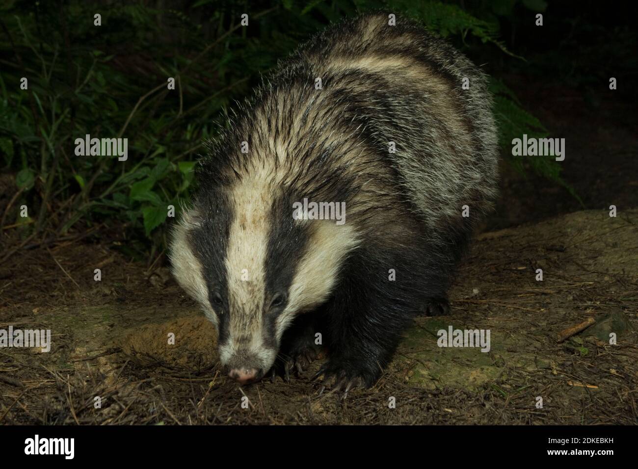 Wild Adult Badger (Meles meles) Standing in Forest with wet Mud ...