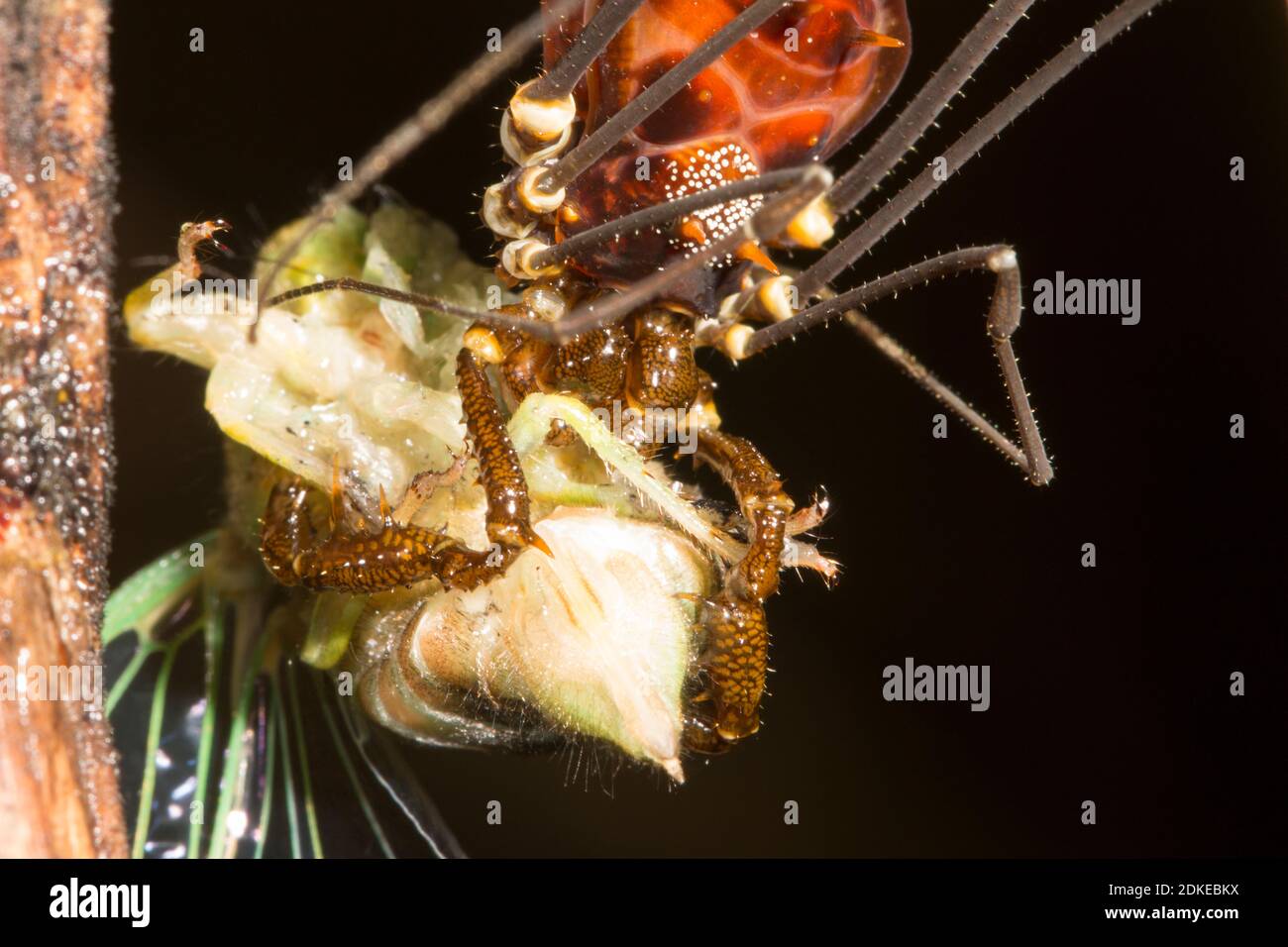 Harvestman eating a newly emerged cicada in montane rainforest in the ...