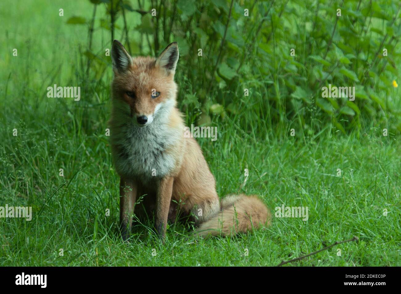 Wild Adult Fox (Vulpes vulpes) sitting on Forest Track. Hemsted Forest ...