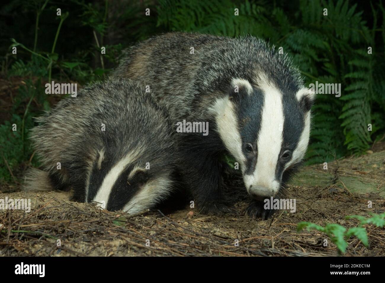 Wild Adult Badger with Cub in Forest (Meles meles) Hemsted Forest near ...