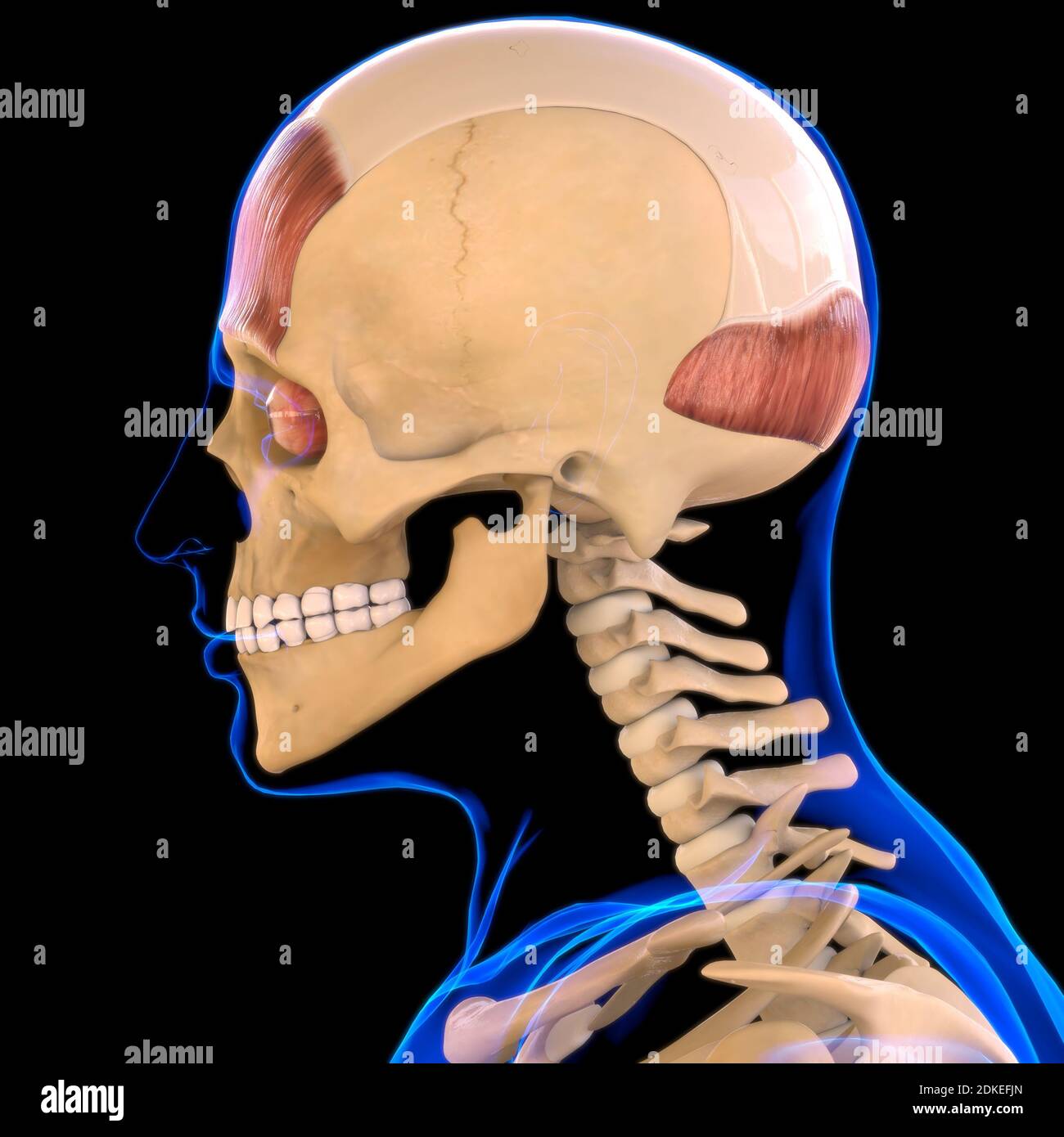 Frontalis Muscle High Resolution Stock Photography and Images - Alamy